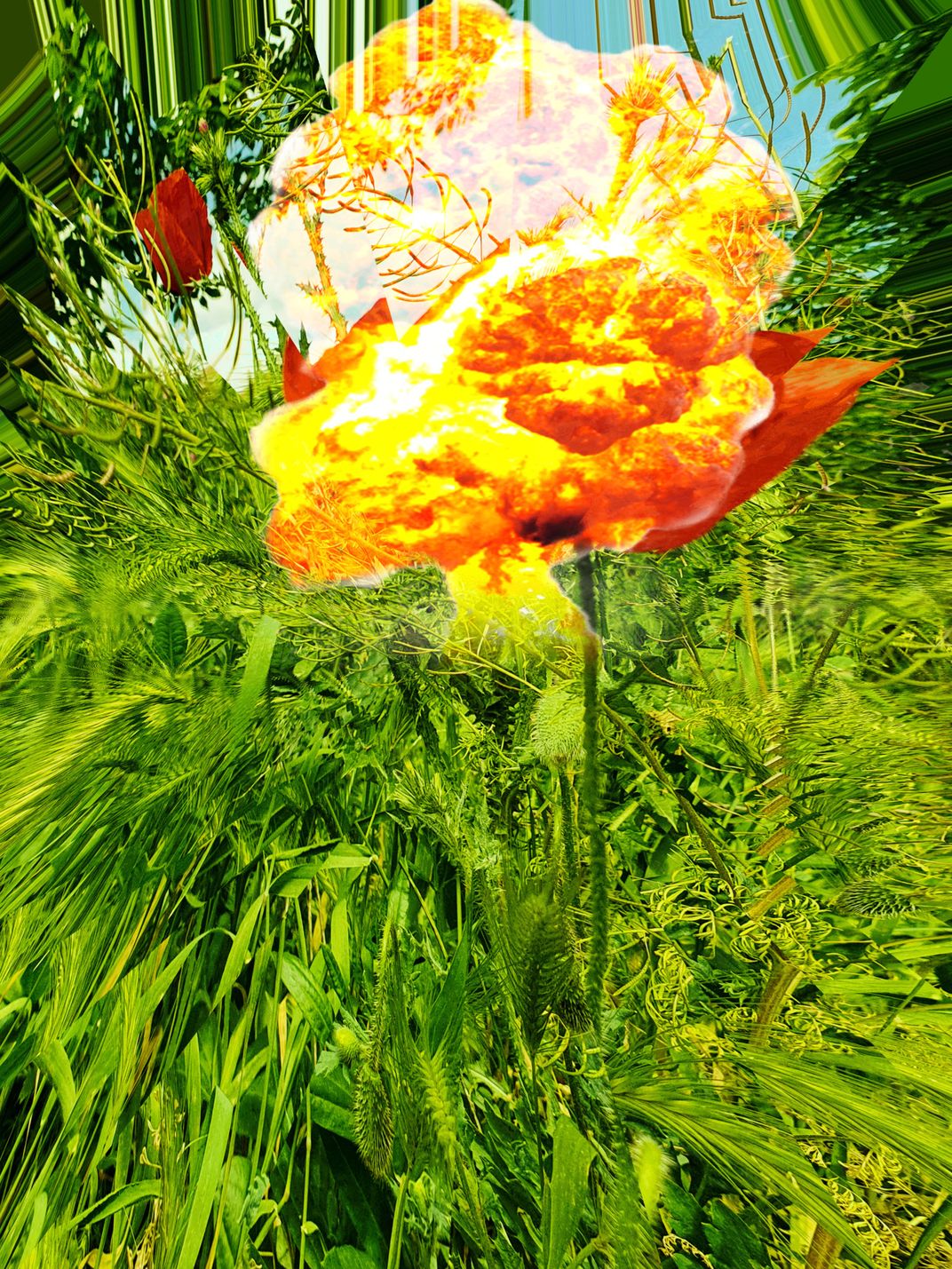 The flower of fire | Smithsonian Photo Contest | Smithsonian Magazine