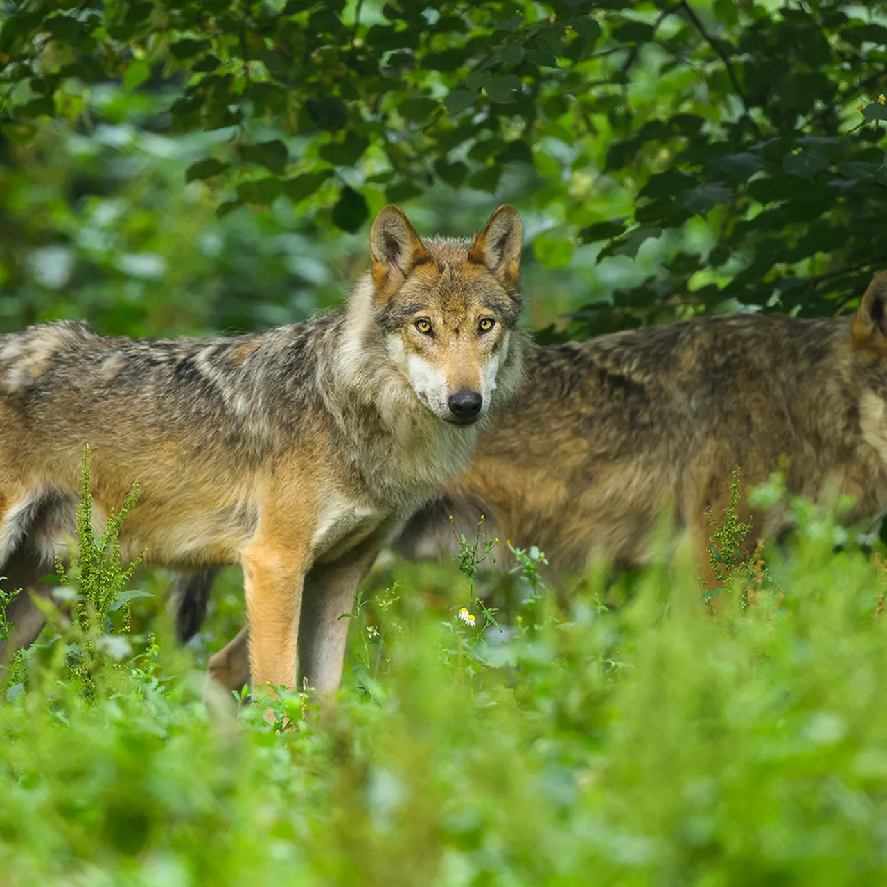 wolf attack human europe