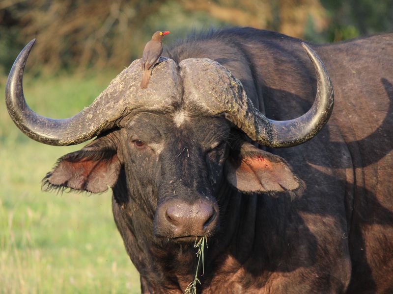 Old African Buffalo and his symbiotic tick eating bird friend ...