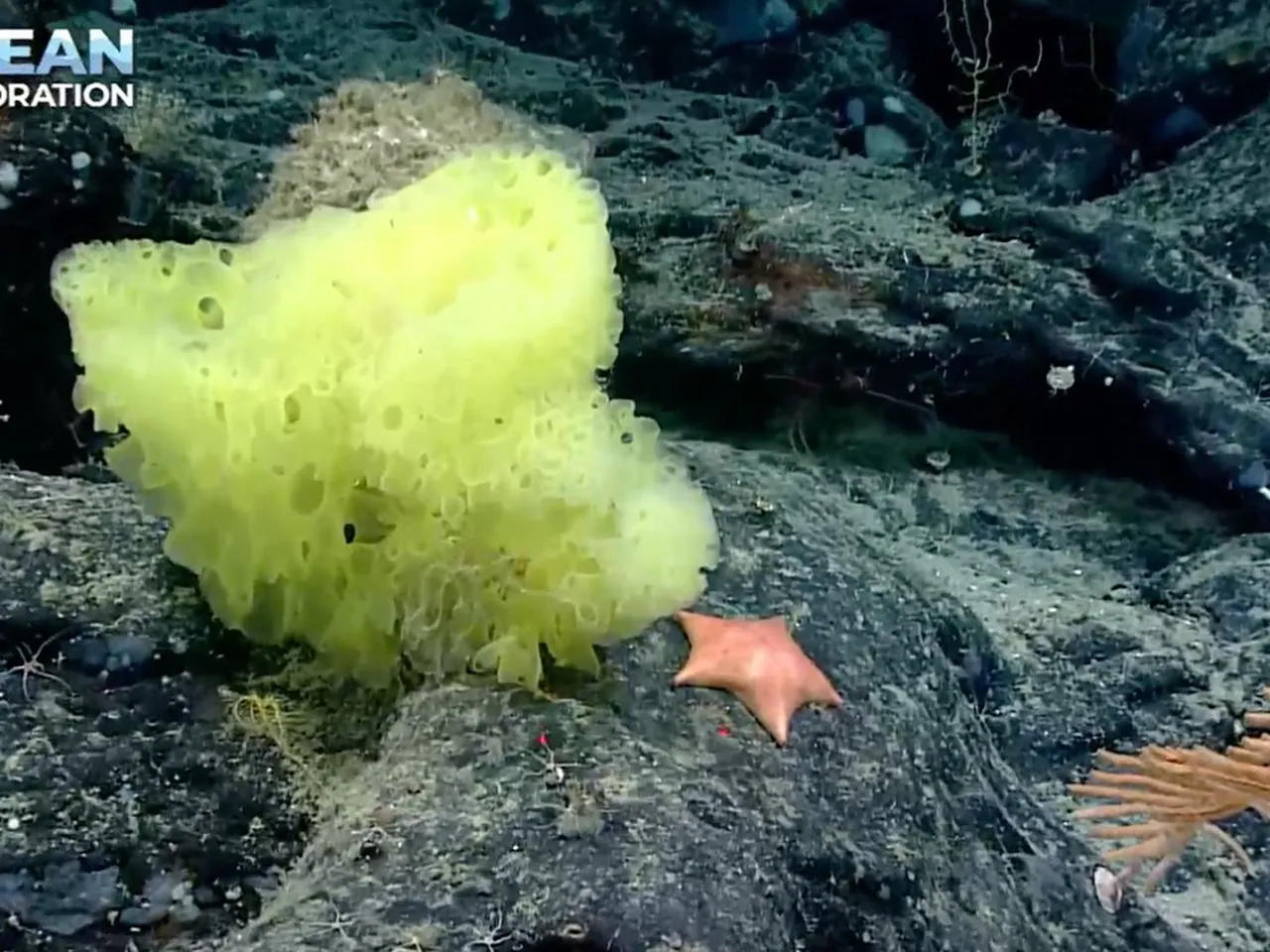 square yellow sponge