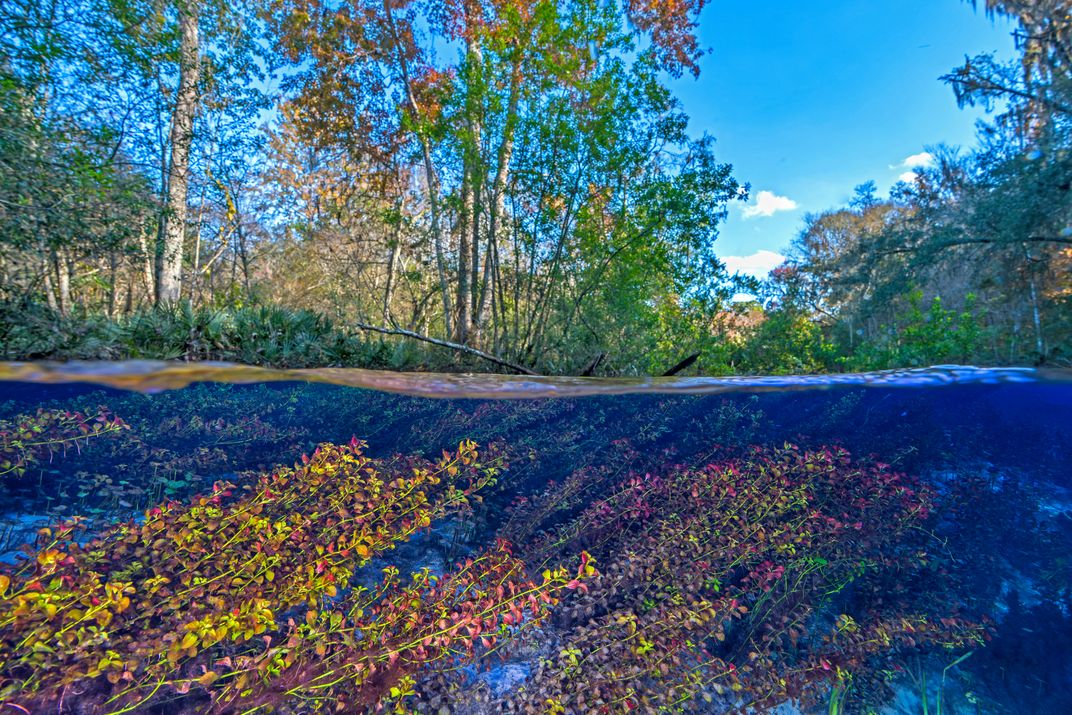 River forests | Smithsonian Photo Contest | Smithsonian Magazine
