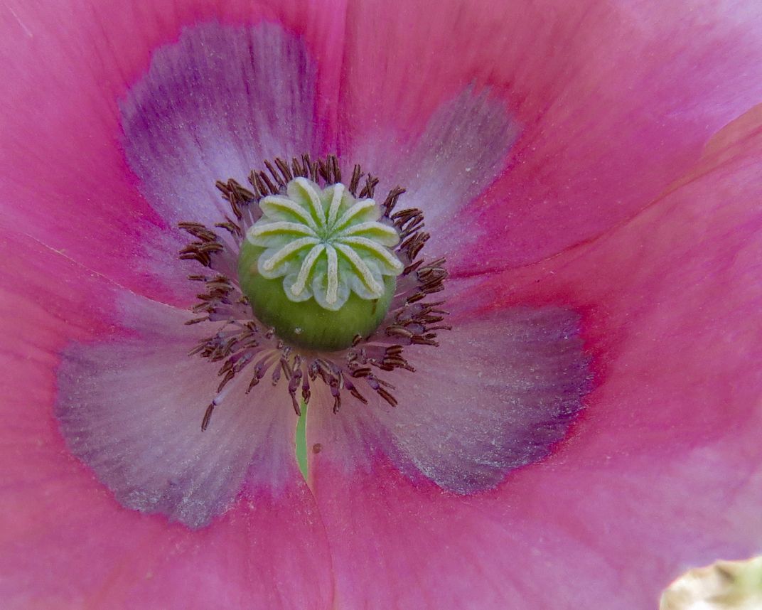Pink Poppy | Smithsonian Photo Contest | Smithsonian Magazine