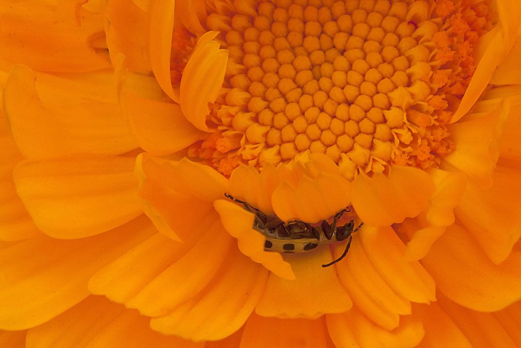 Snug as a bug in a rug. | Smithsonian Photo Contest | Smithsonian Magazine