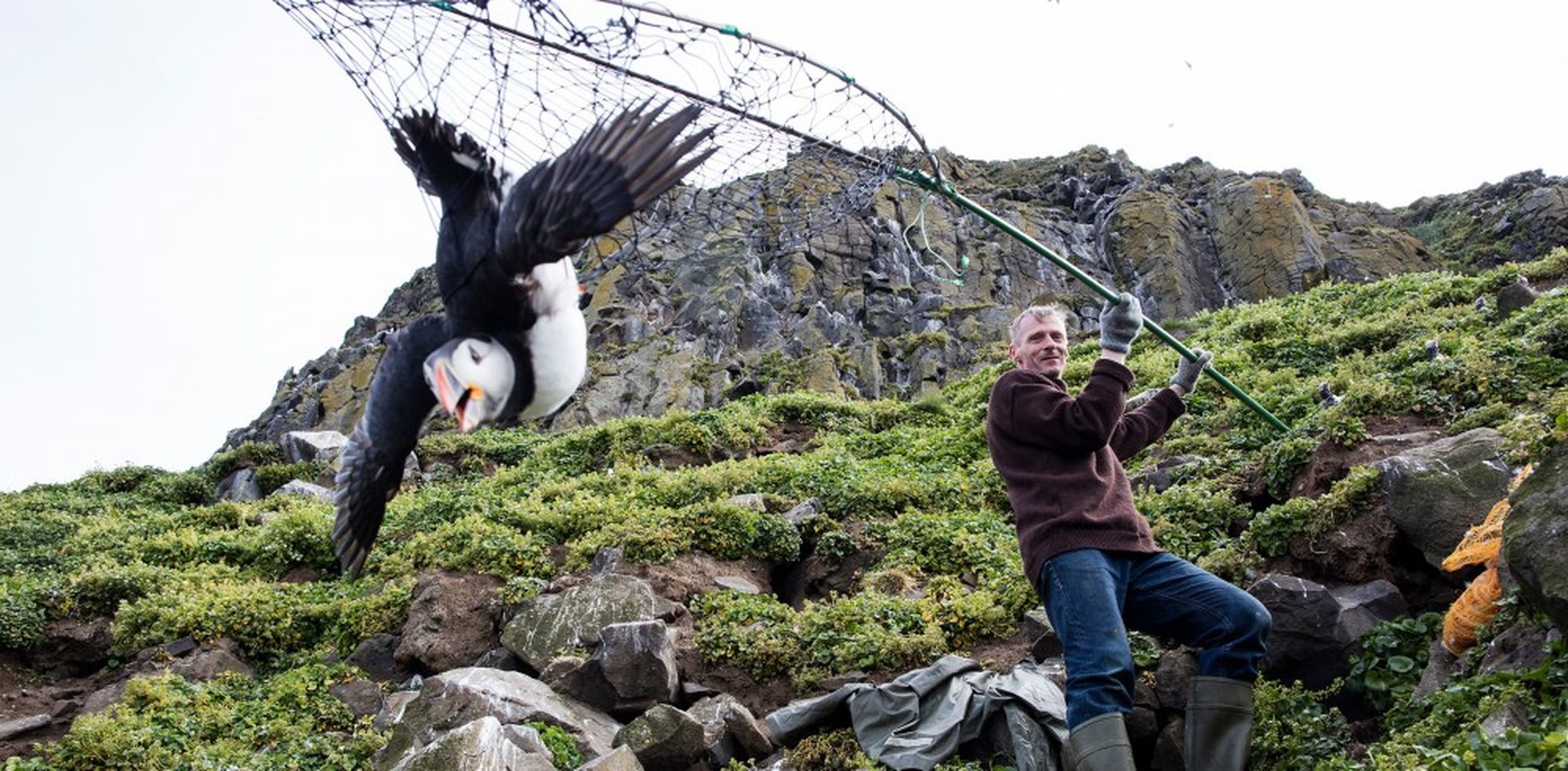 Disappearing Puffins Bring an Icelandic Hunting Tradition Under Scrutiny