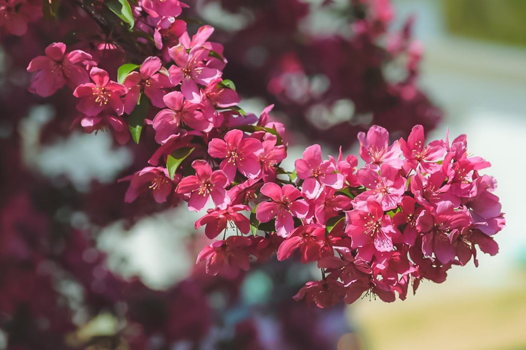 Spring Flowers | Smithsonian Photo Contest | Smithsonian Magazine