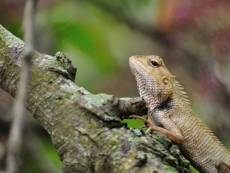 Wild Lizard (back Yard) | Smithsonian Photo Contest | Smithsonian Magazine
