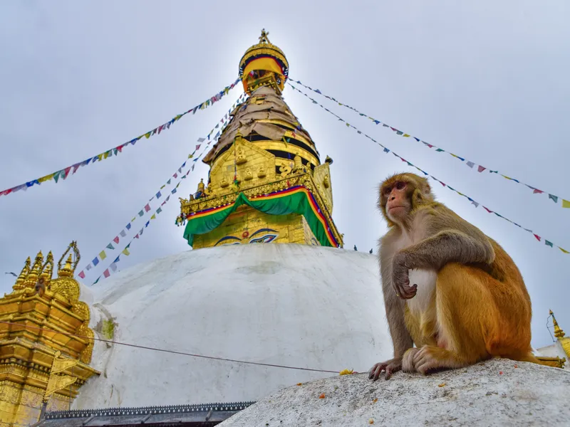 "Monkey Temple" Swayambhu | Smithsonian Photo Contest | Smithsonian ...