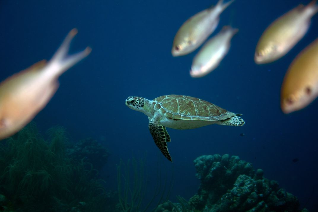 Who Framed Tony Turtle? | Smithsonian Photo Contest | Smithsonian Magazine