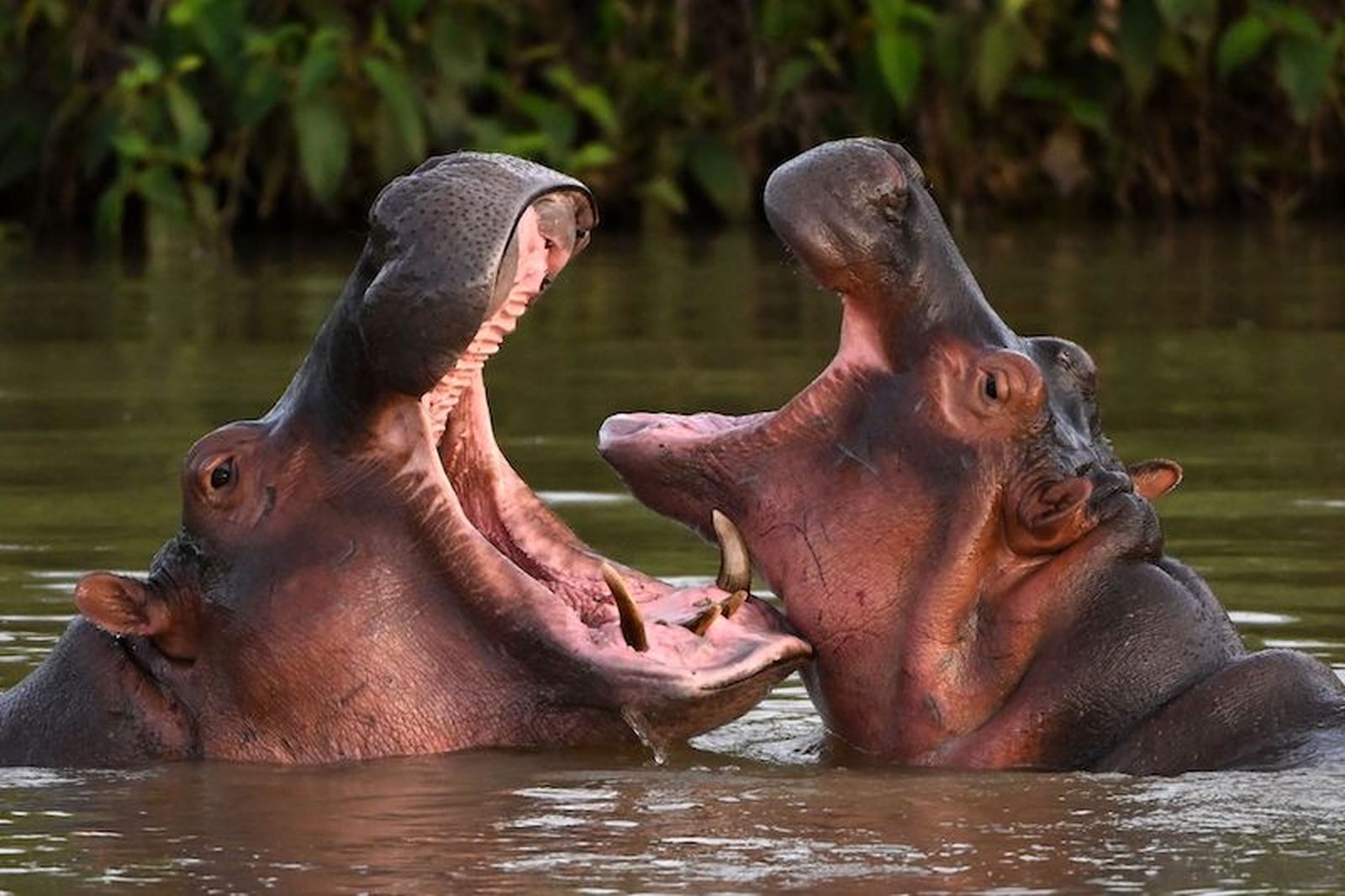 Pablo Escobar's Multiplying 'Cocaine Hippos' Will Be Sterilized in Colombia