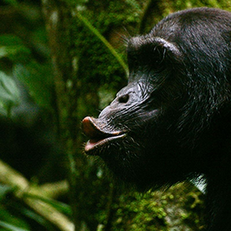 Chimpanzees Eating Monkeys