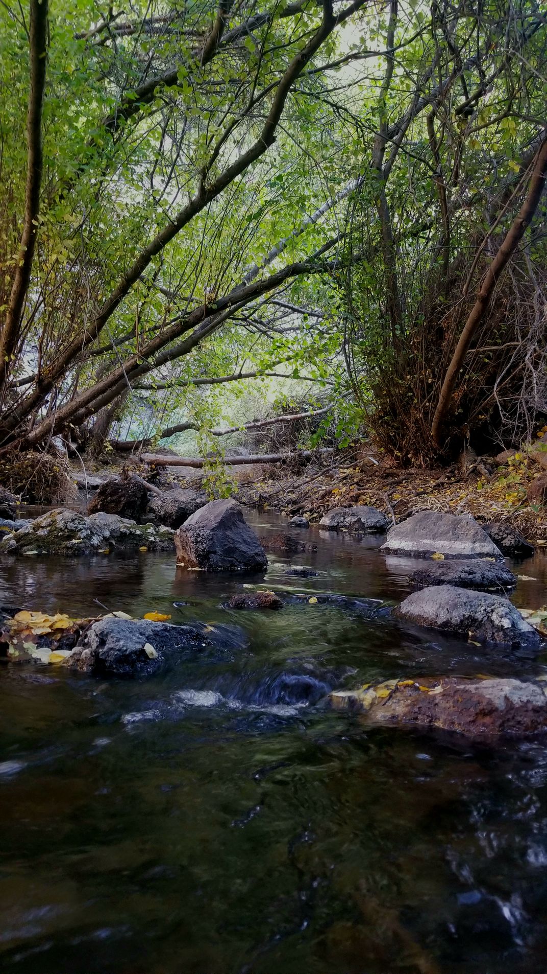 The Gentle Babbling of Jump Creek | Smithsonian Photo Contest ...