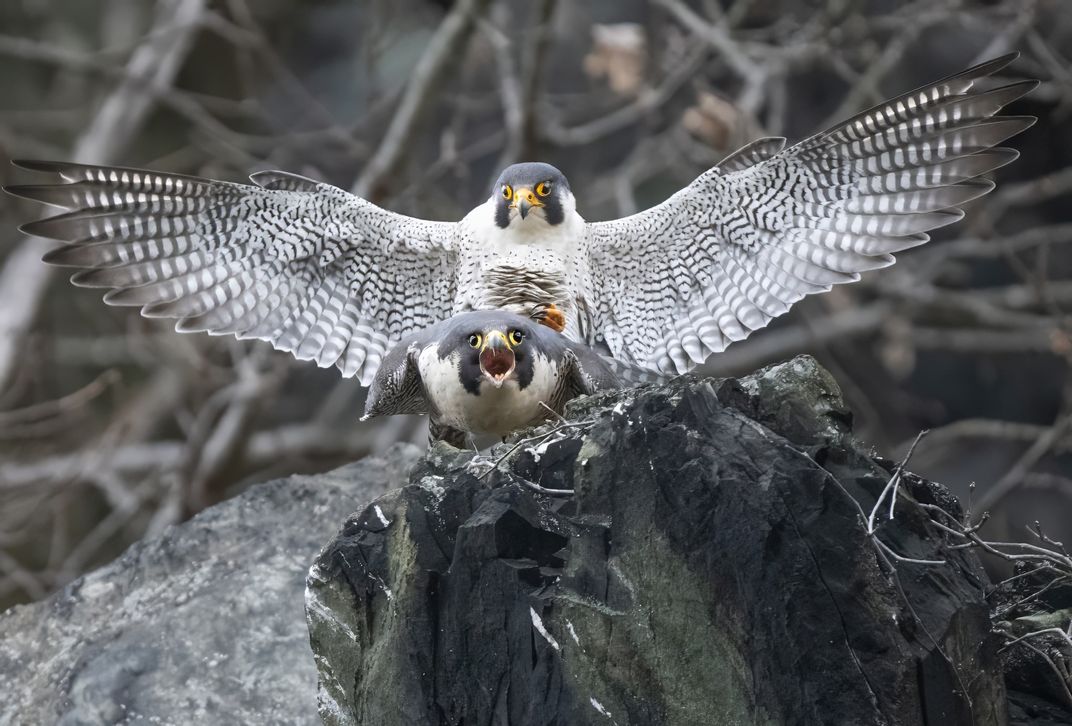 Peregrine Falcons in Cliff Hanger Mating Moment | Smithsonian Photo ...