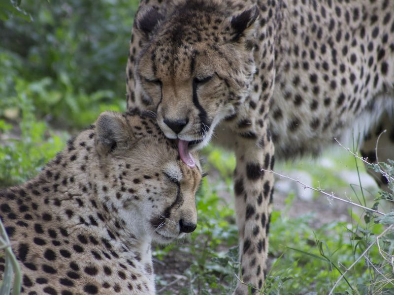 Cheetah Kiss | Smithsonian Photo Contest | Smithsonian Magazine