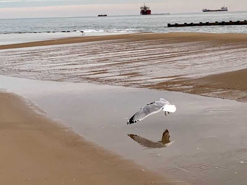 seagull reflection | Smithsonian Photo Contest | Smithsonian Magazine