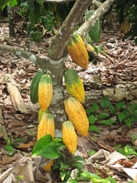 Rodney Snyder, Chocolate Hunter, Eats It For a Living!