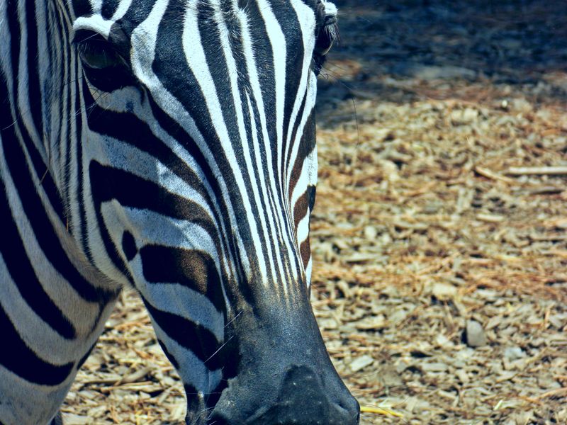 Zebra | Smithsonian Photo Contest | Smithsonian Magazine