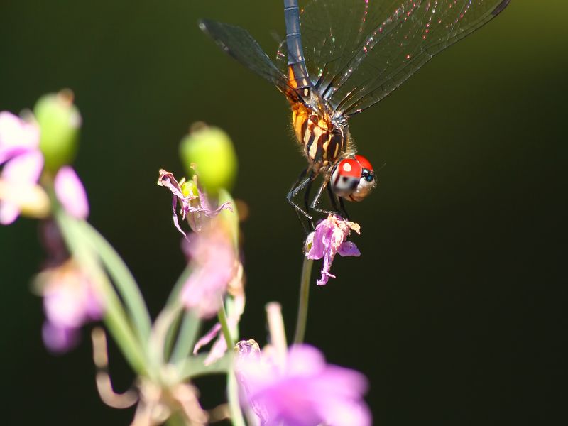 Dragonfly in water garden | Smithsonian Photo Contest | Smithsonian ...