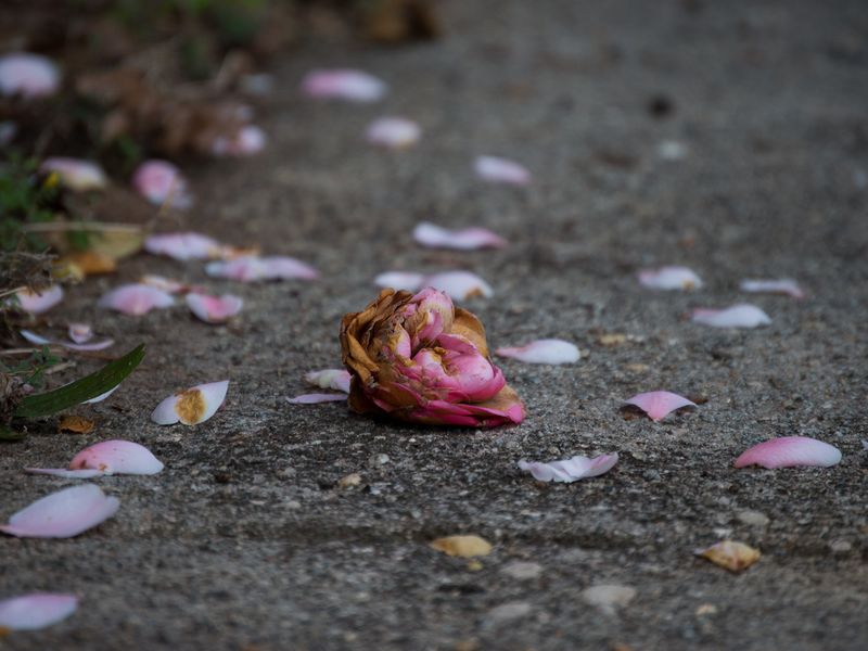 Fallen Rose | Smithsonian Photo Contest | Smithsonian Magazine