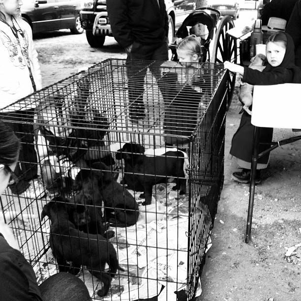Amish Puppies | Smithsonian Photo Contest | Smithsonian Magazine