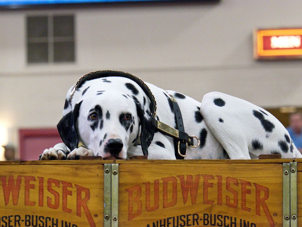 Budweiser Dog | Smithsonian Photo Contest | Smithsonian Magazine
