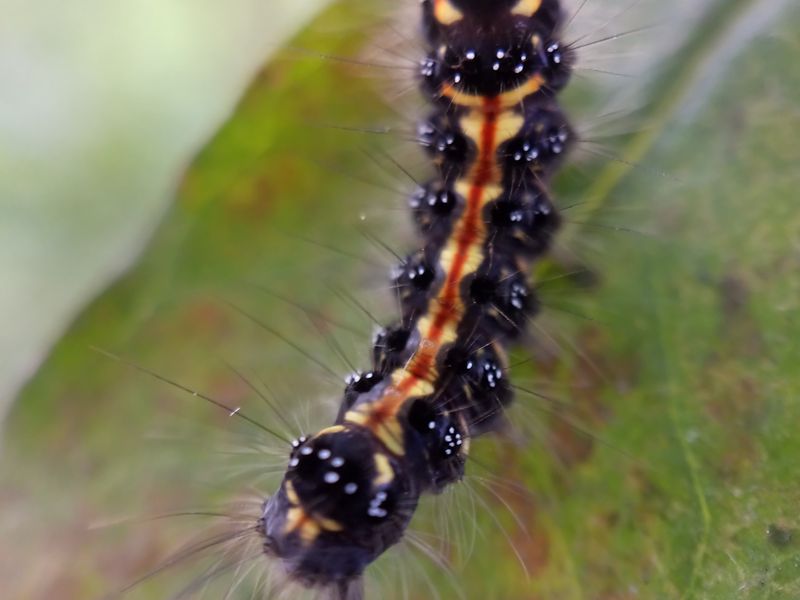 Caterpillar Close Up | Smithsonian Photo Contest | Smithsonian Magazine