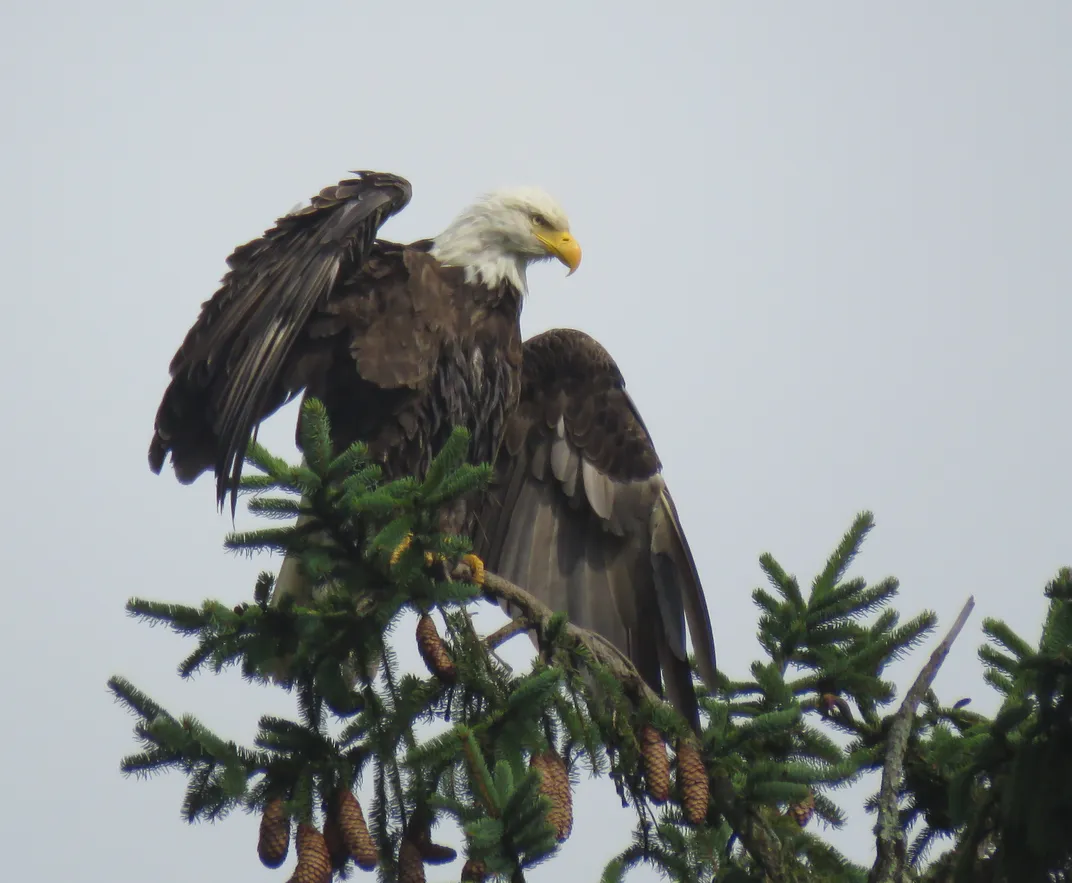 Eagle Drying its Feathers | Smithsonian Photo Contest | Smithsonian ...