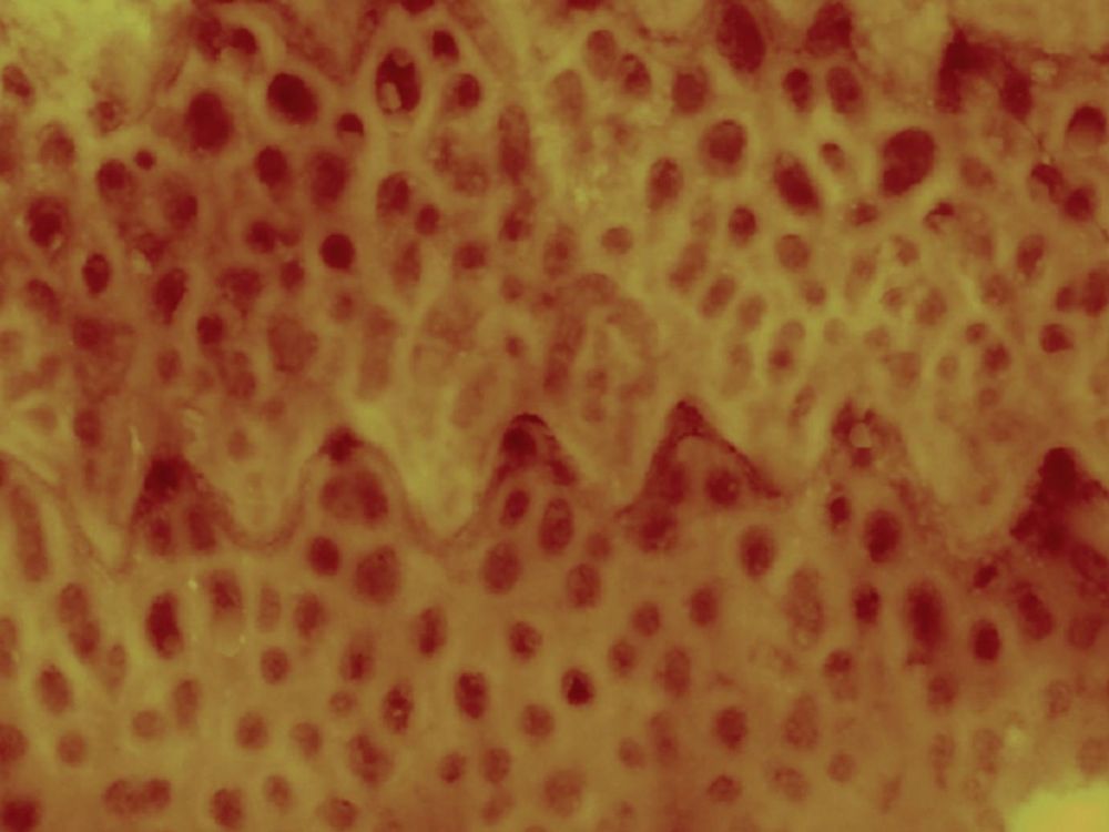 sidewinder snake movement