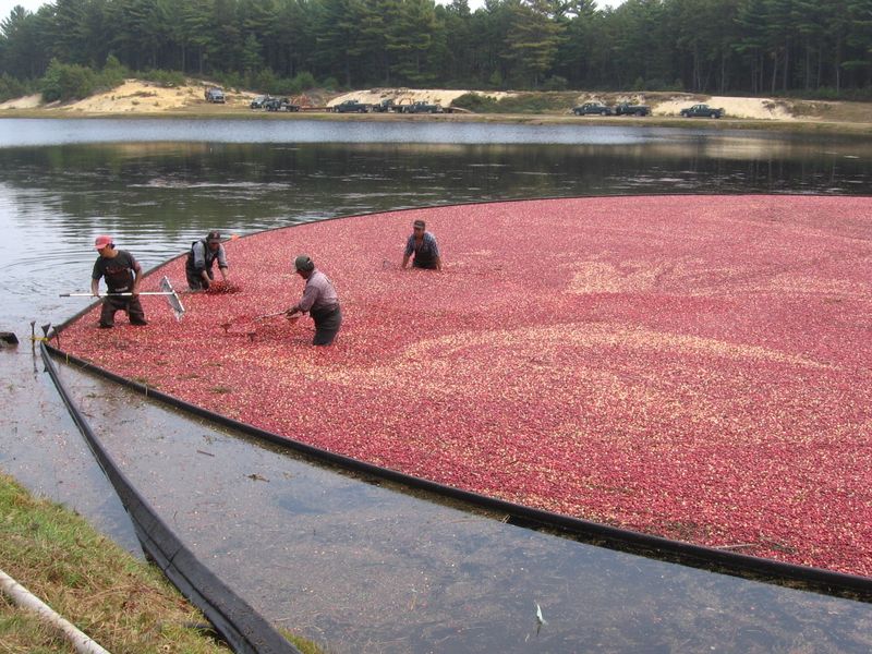 Cranberry Harvest | Smithsonian Photo Contest | Smithsonian Magazine