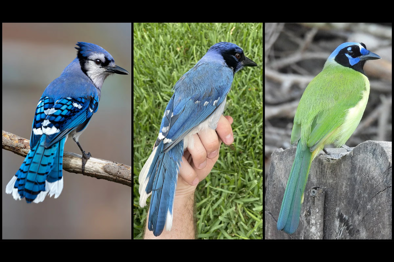 Strange Bird Spotted in a Texas Backyard Is the First Known Hybrid ...