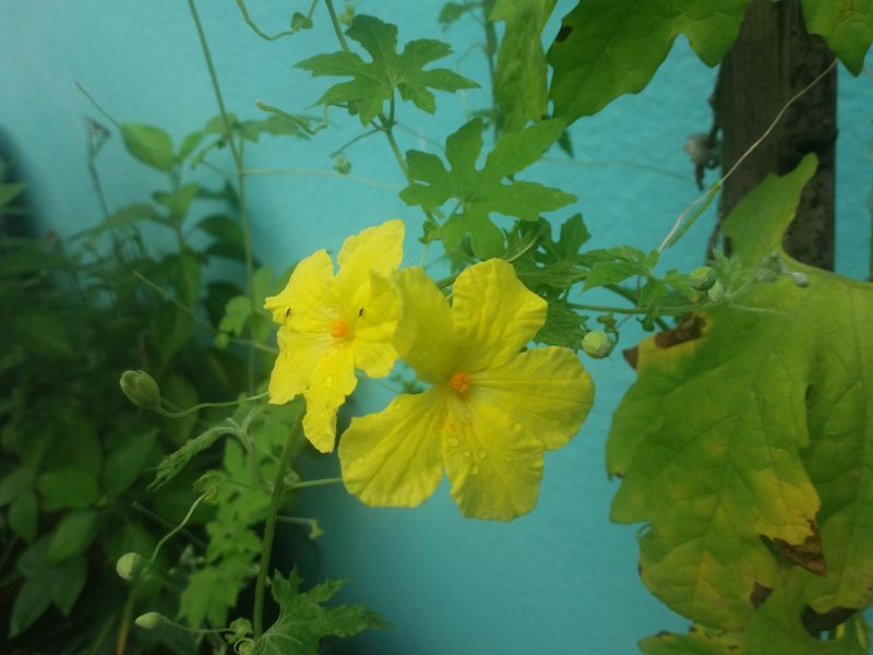 Beauty of Bitter gourd Flower | Smithsonian Photo Contest | Smithsonian ...