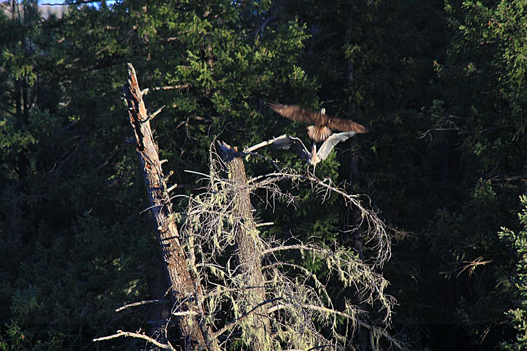 "The Attack" Osprey protecting nest from Great Blue Heron who came too ...