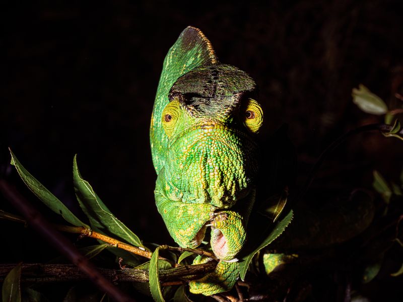 Scaring Chameleon | Smithsonian Photo Contest | Smithsonian Magazine