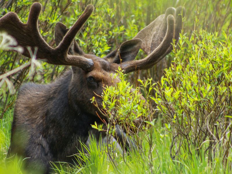 A docile moose in a marsh of the Rocky Mountains. | Smithsonian Photo ...