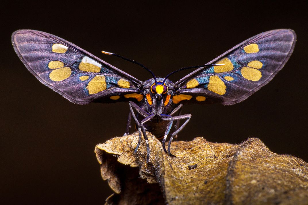 A Handmaiden moth with its wings wide open | Smithsonian Photo Contest ...
