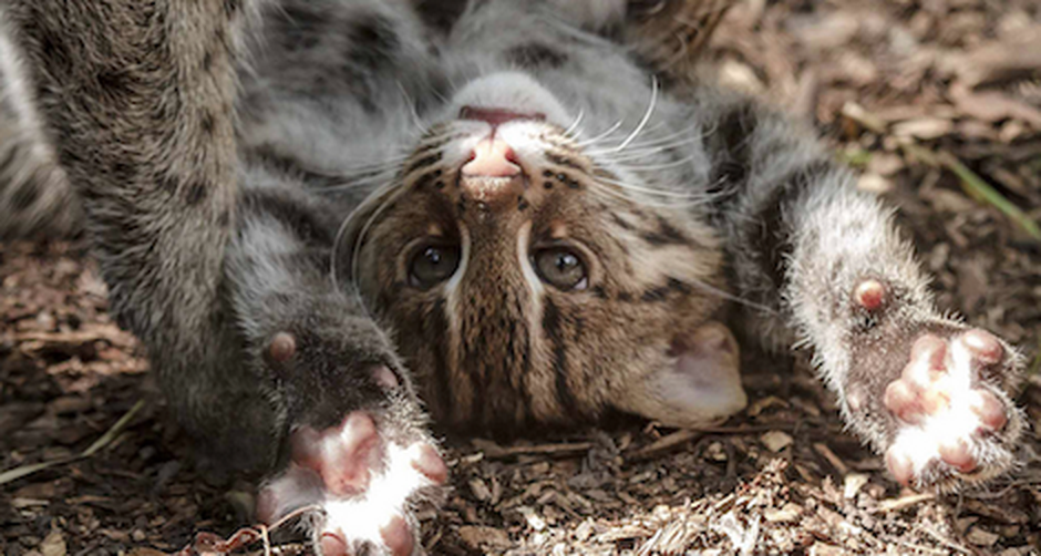 Baby Fishing Cats Up the Zoo’s Cute Factor
