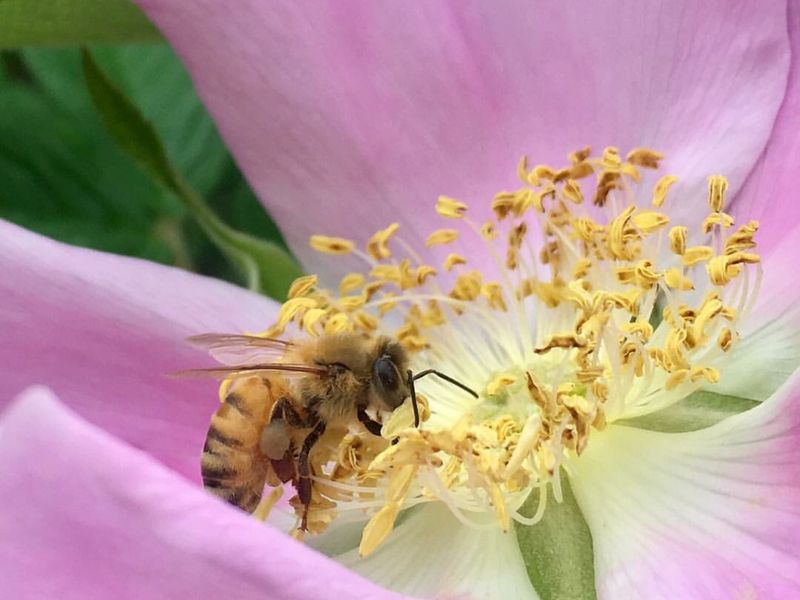 Beauty and the Bee | Smithsonian Photo Contest | Smithsonian Magazine