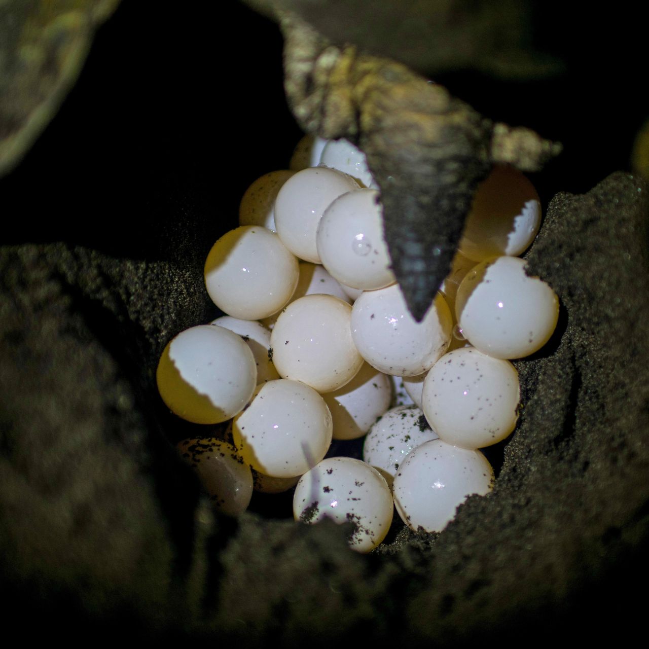 turtle eggs edible