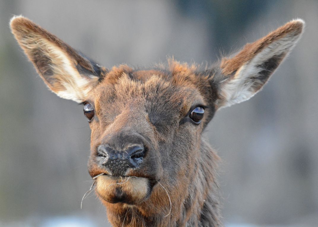 Cow Elk Face | Smithsonian Photo Contest | Smithsonian Magazine