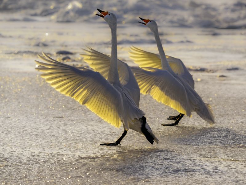 Dancing Swans | Smithsonian Photo Contest | Smithsonian Magazine