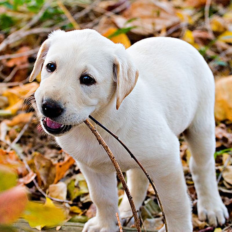 What Animal Did Dogs Originate From