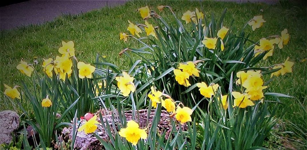 Daffodils In Spring | Smithsonian Photo Contest | Smithsonian Magazine