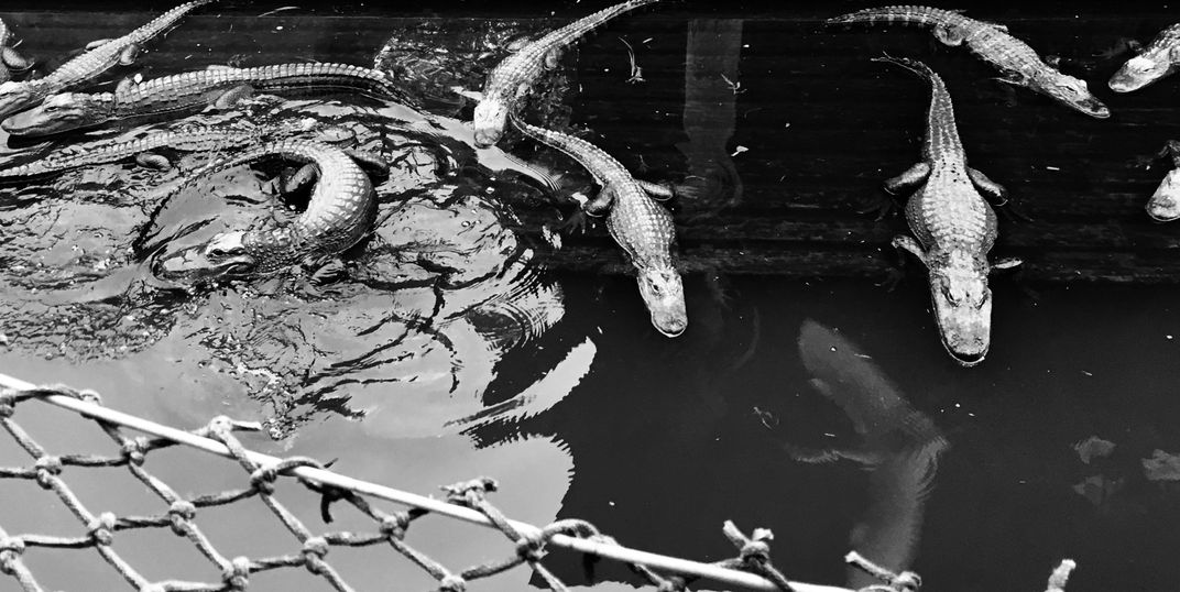 Monochrome Alligator Swarm | Smithsonian Photo Contest | Smithsonian ...