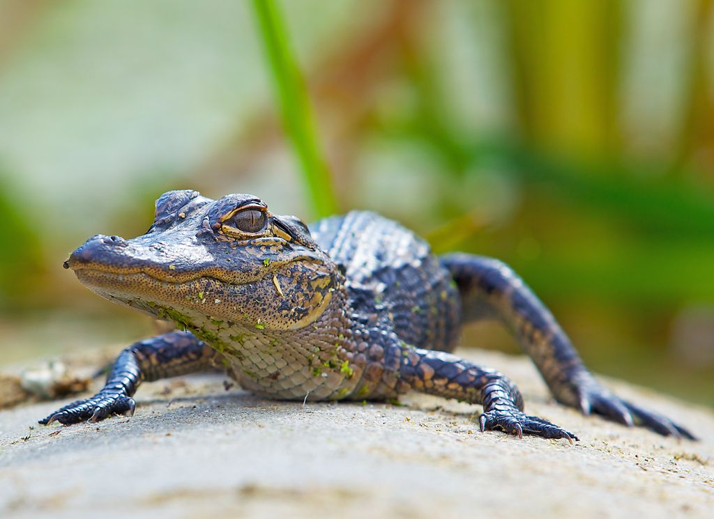 Sun bathing with the gator | Smithsonian Photo Contest | Smithsonian ...