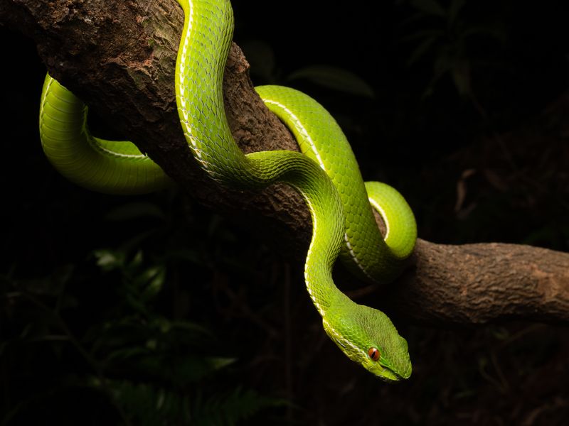 Stejneger's Pit Viper in Taiwan | Smithsonian Photo Contest ...