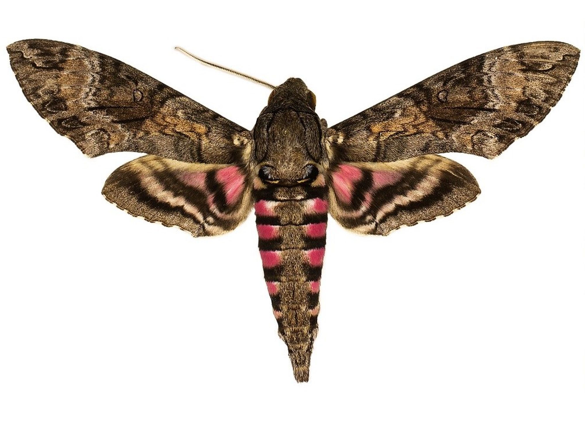 Why Hawk Moths are the Underdogs of the Pollinator World | Smithsonian ...