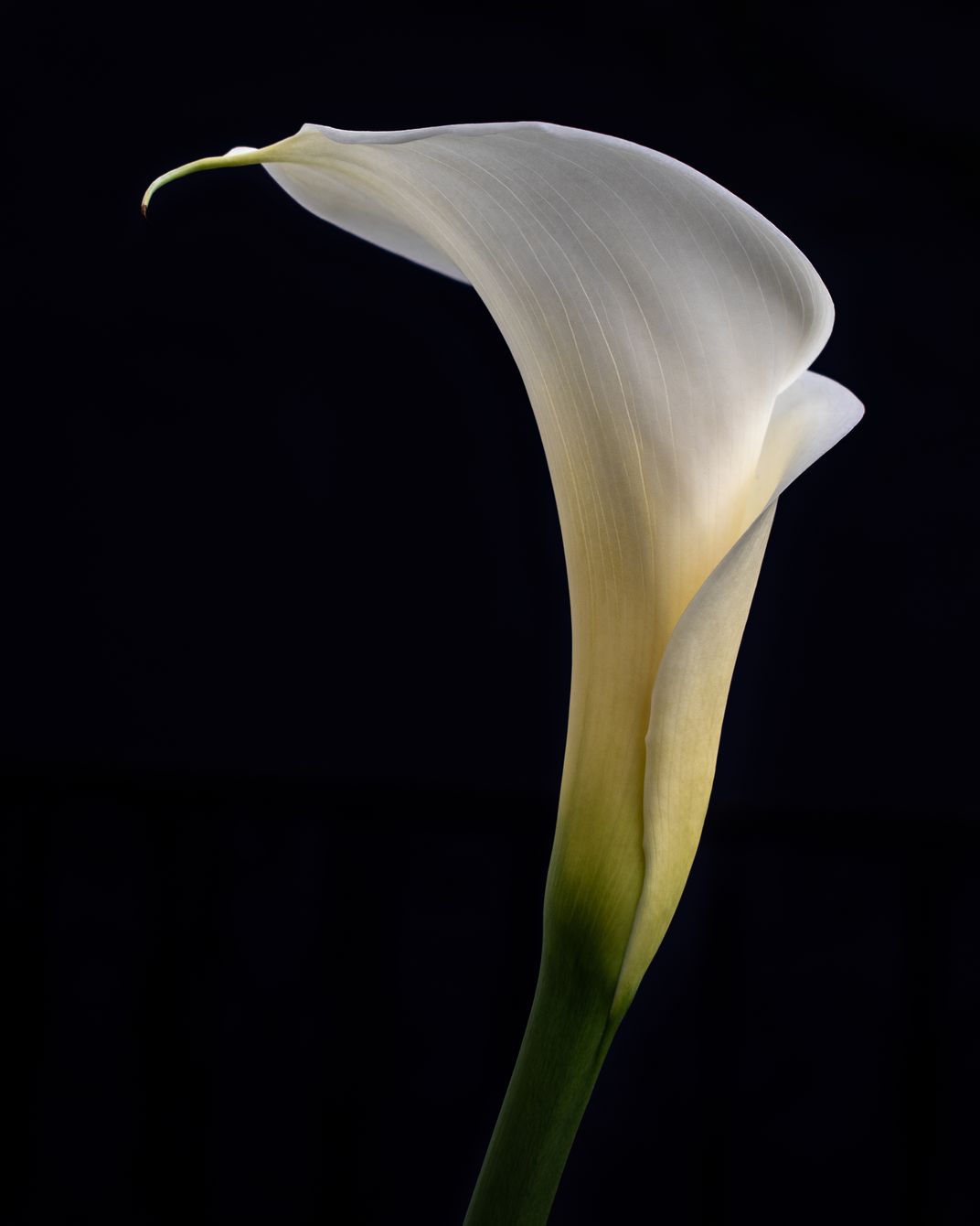Looking up at the Cala flower | Smithsonian Photo Contest | Smithsonian ...