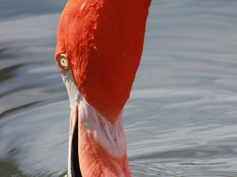 Flamingo Drinking | Smithsonian Photo Contest | Smithsonian Magazine