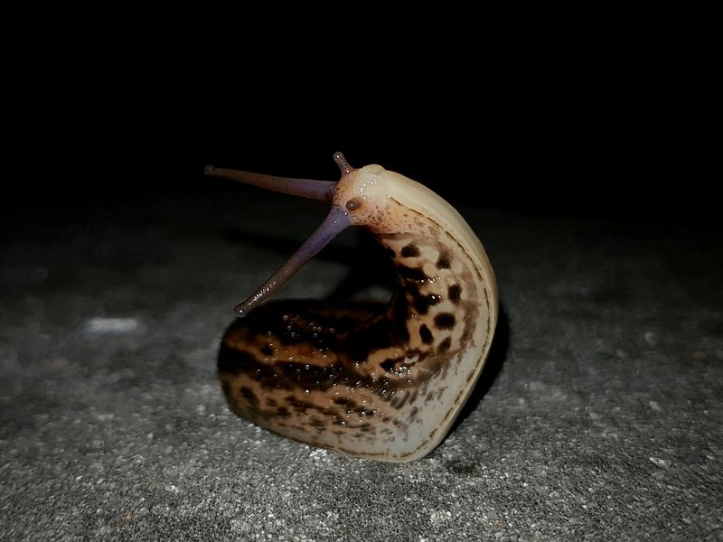 Slug doing stretching exercises at night, Krakow, Poland | Smithsonian ...