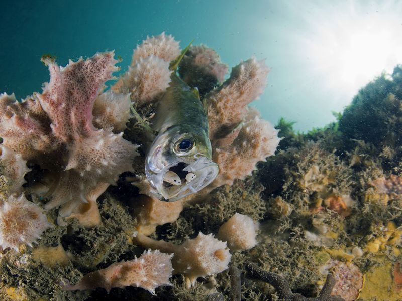 Just because they ate my tongue it does not means that I didn't screm ...