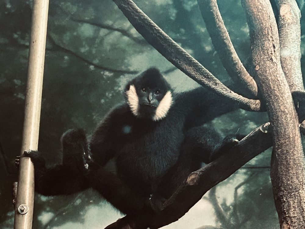 De Brazza monkey at Lincoln Park Zoo | Smithsonian Photo Contest ...